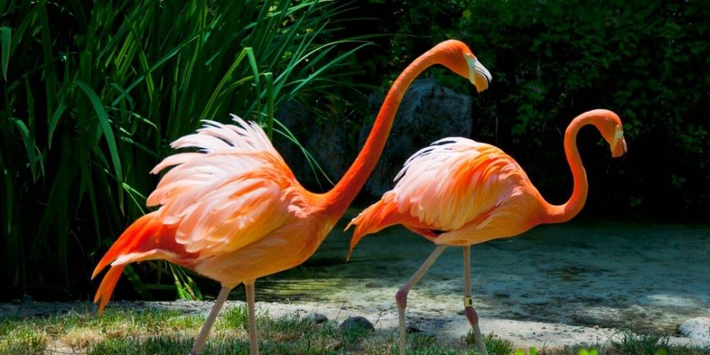 Los Angeles Zoo celebrates 50 years of animal fun