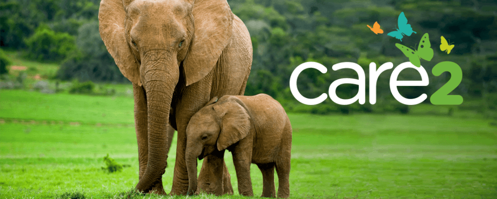 Care2: A Worldwide Community for Good